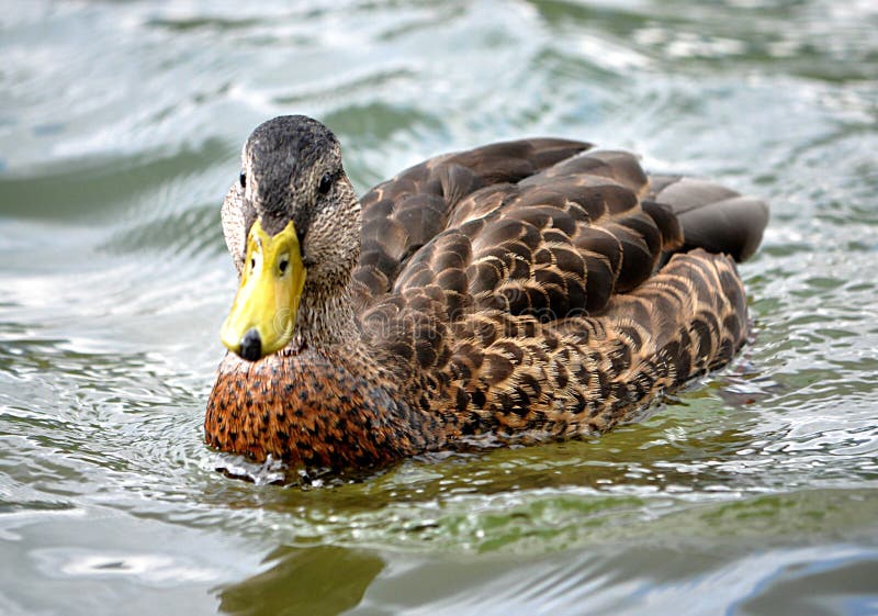 Small bird ducks stock photo. Image of flora, small - 120797024