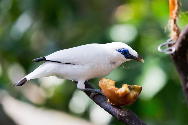 Small bird eating stock image. Image of isolated, lilianae - 40160245