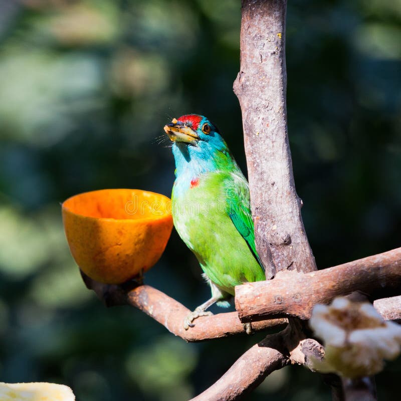 Small bird eating stock photo. Image of multi, green - 40160254