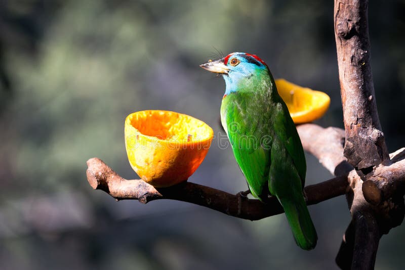 Small bird eating stock image. Image of pets, bird, pair - 40160259