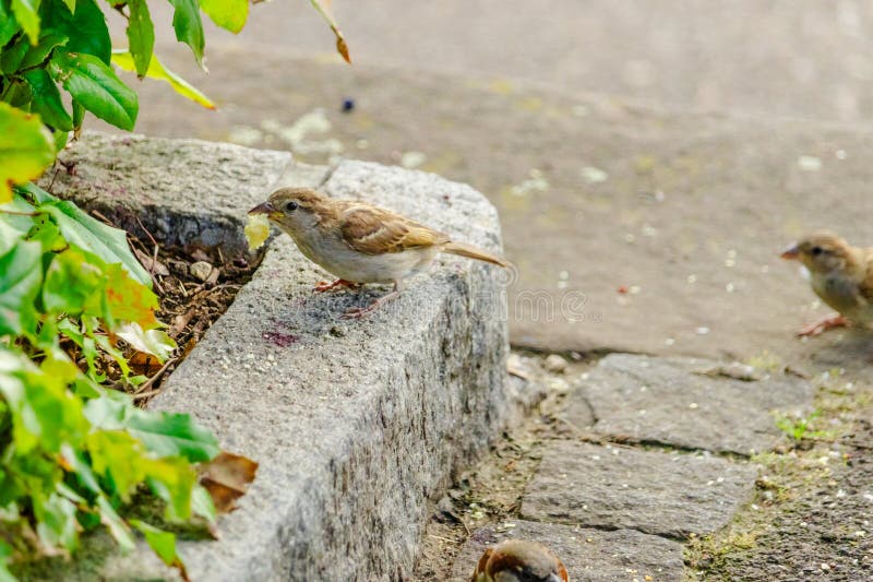 A Small Bird is Eating Food on the Ground Stock Photo - Image of ...