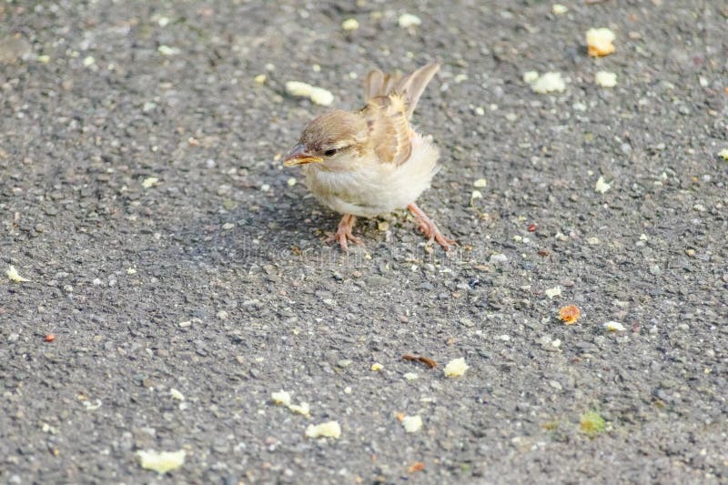 A Small Bird is Eating Food on the Ground Stock Image - Image of ...