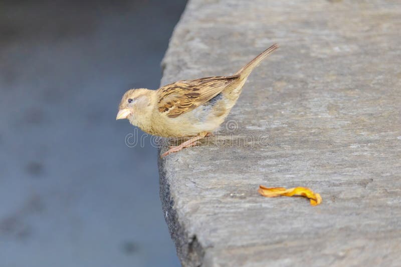 A Small Bird is Eating Food on the Ground Stock Photo - Image of white ...