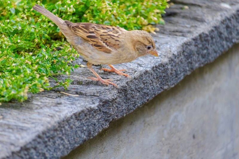 A Small Bird is Eating Food on the Ground Stock Image - Image of ...