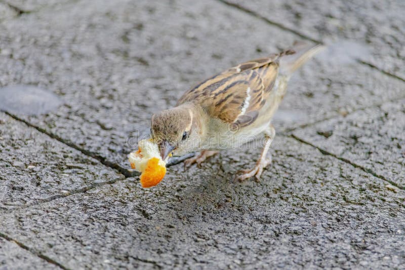 A Small Bird is Eating a Piece of Orange Bread Stock Image - Image of ...