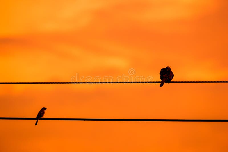 Small Bird on Electricity Line Stock Image - Image of wild, taipa ...