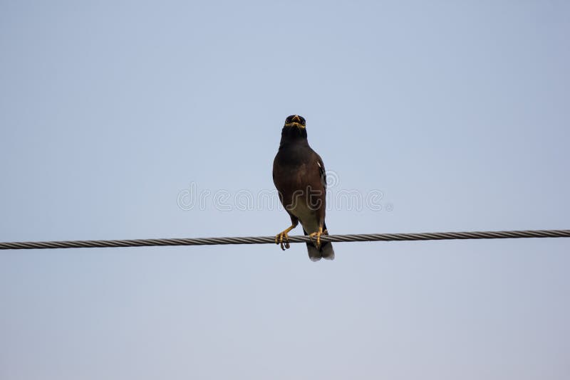 Small Bird on Electricity Line Stock Image - Image of wild, starling ...