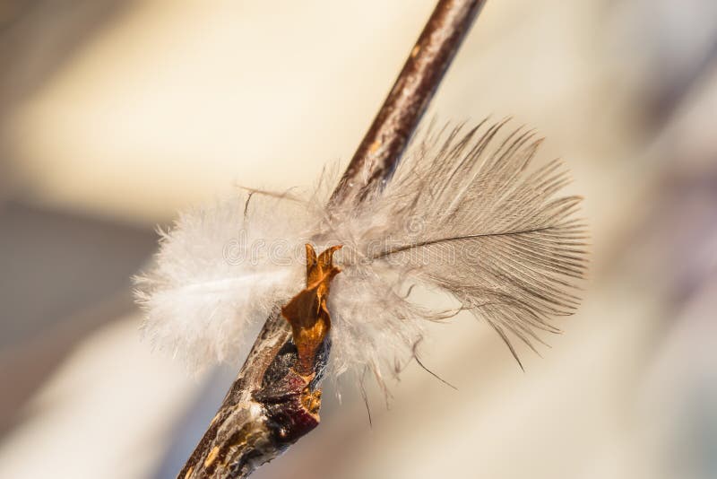 Small Bird Feather Caught on a Branch, Stock Photo - Image of small ...