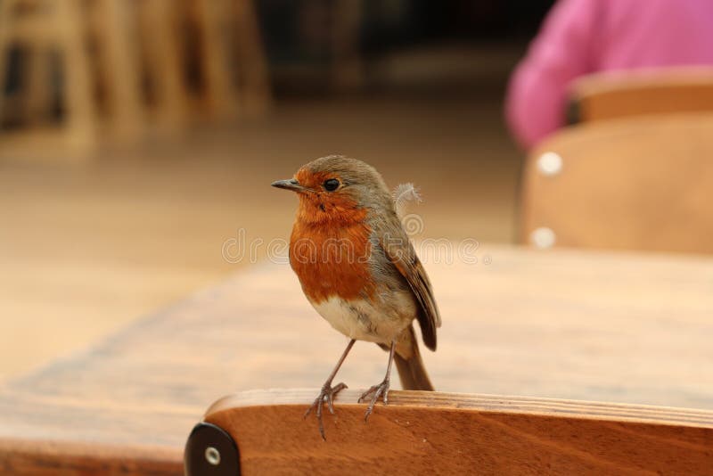 Tiny Robin Looking Away from Camera Stock Image - Image of looking ...