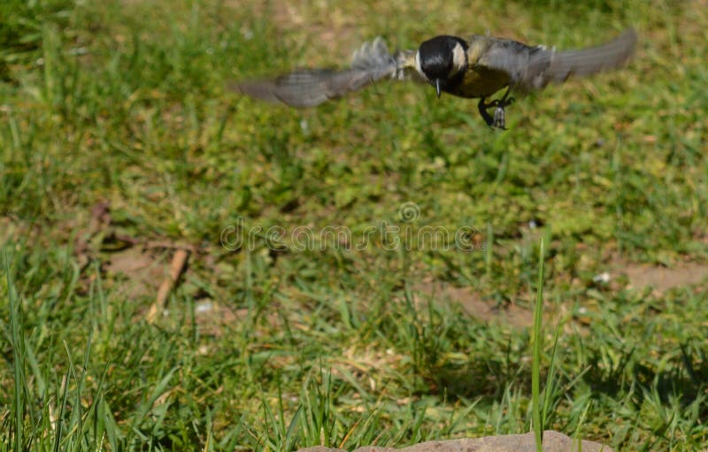 Small bird in flight stock image. Image of animal, green - 183544151