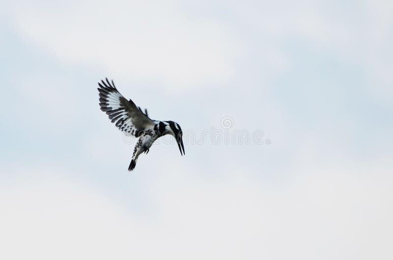 Small Bird in Flight with the Cloudy Sky Background Stock Photo - Image ...