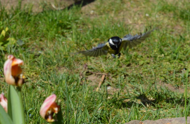 Small bird in flight stock photo. Image of plant, green - 183544182