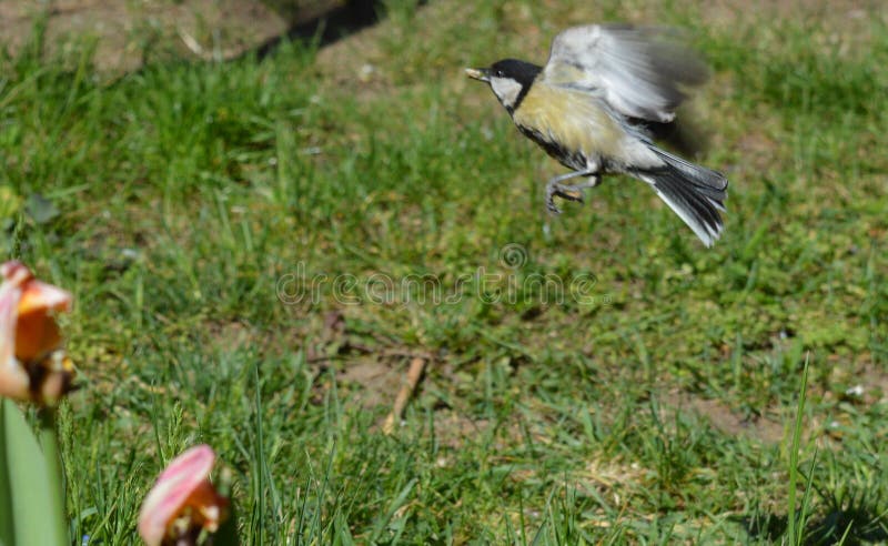 Small bird in flight stock photo. Image of leafs, nature - 183544216