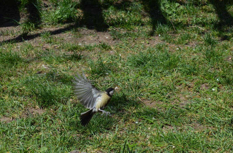 Small bird in flight stock image. Image of animal, grass - 183544509