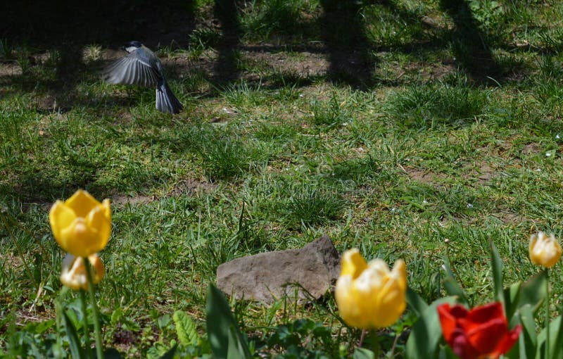 Small bird in flight stock photo. Image of nature, color - 183544748