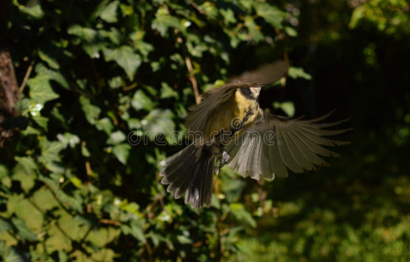 Small bird in flight stock image. Image of color, plant - 184245615