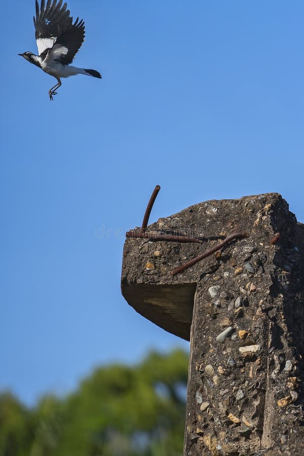 Small Bird Flying Away from Perch Stock Photo - Image of single, native ...