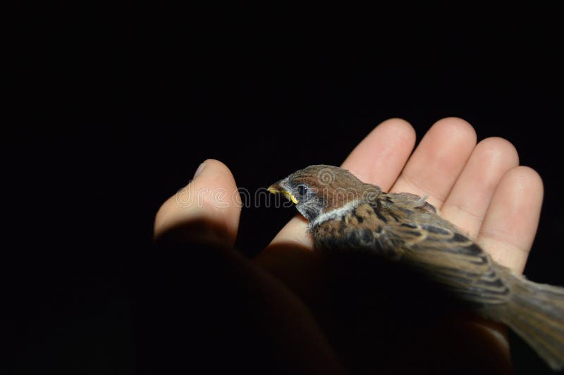 Cute small bird on hand stock photo. Image of background - 16367650