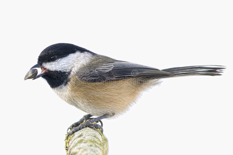 Small Bird Isolated stock image. Image of winter, profile - 17274299