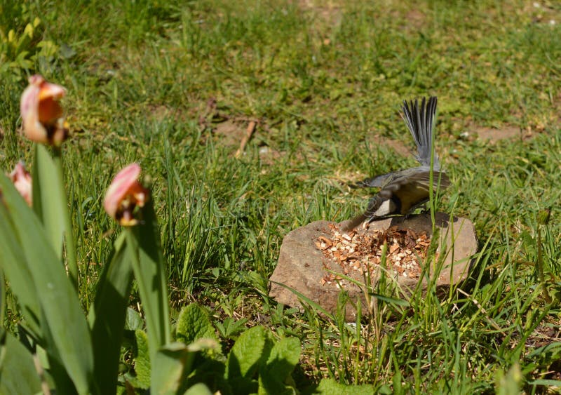 Small Bird Landing on a Stone Stock Photo - Image of nature, small ...