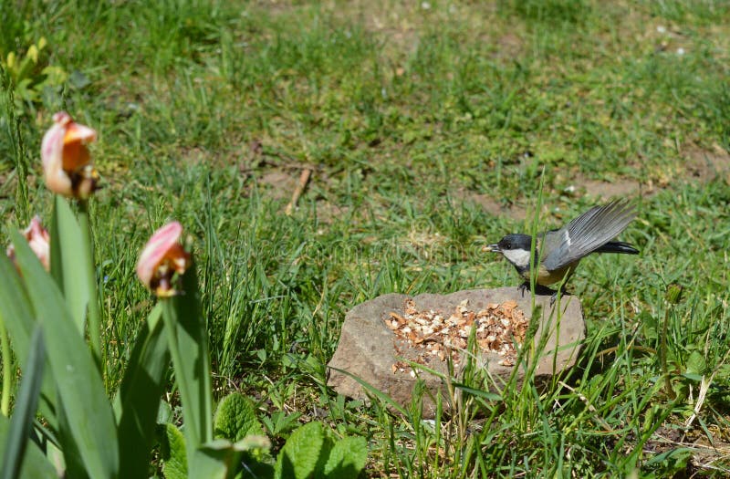 Small Bird Landing on a Stone Stock Image - Image of spring, small ...