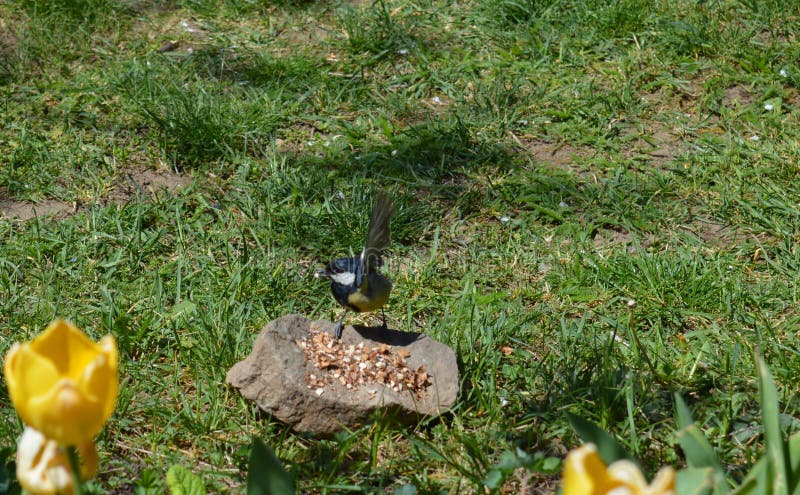 Small Bird Landing on a Stone Stock Photo - Image of spring, green ...