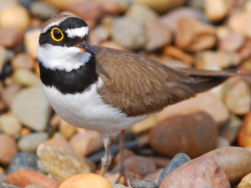 Small Bird Little Ringed Plover Stock Photo - Image of charadrius ...