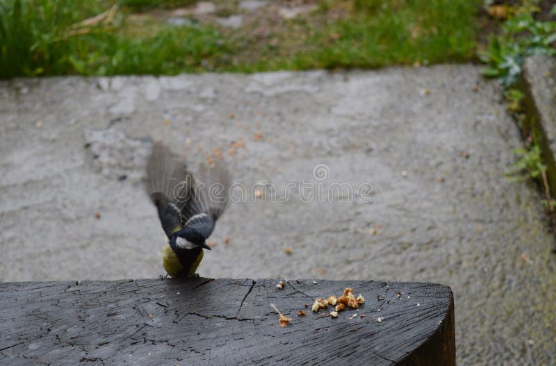 Small Bird is Looking for Food Stock Image - Image of nature, spring ...