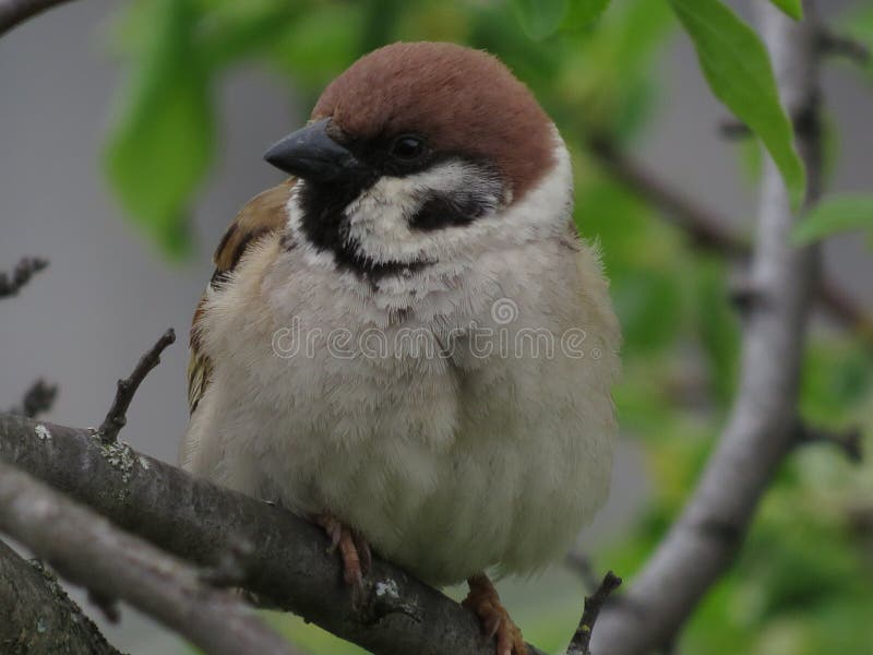 A Small Bird in Nature in a Small Garden in the Village Stock Image ...