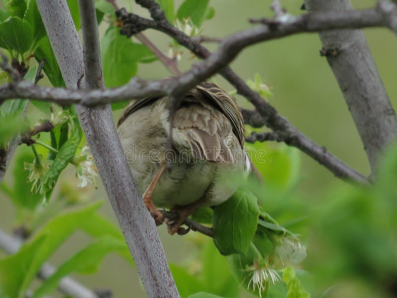A Small Bird in Nature in a Small Garden in the Village Stock Image ...