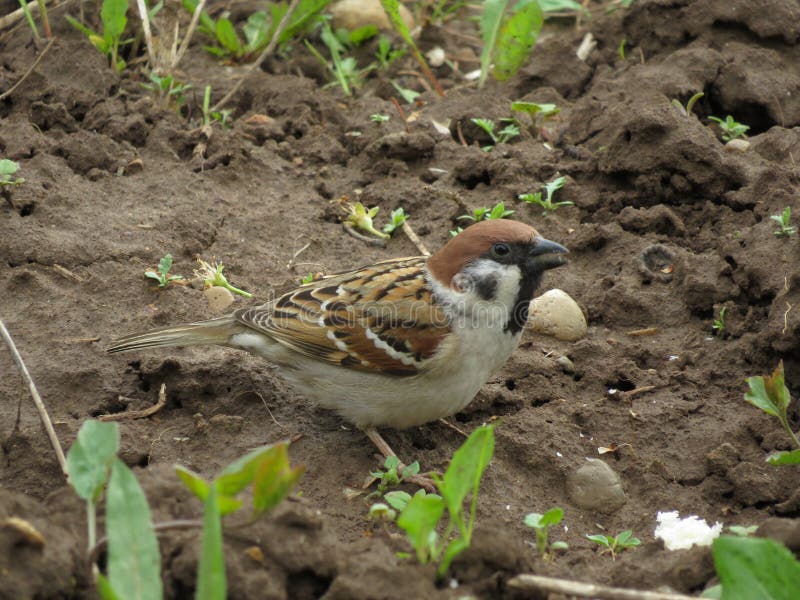 A Small Bird in Nature in a Small Garden in the Village Stock Photo ...