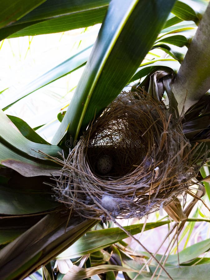 Small Bird Nest with Egg Isolated on Coconut Tree Stock Image - Image ...