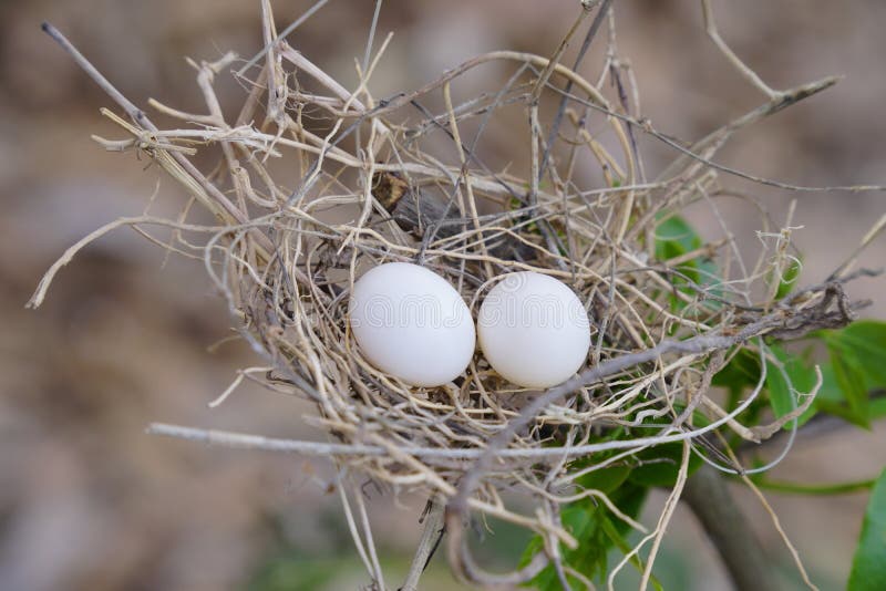 Small Bird Nest with Two Eggs. Stock Photo - Image of bird, easter ...
