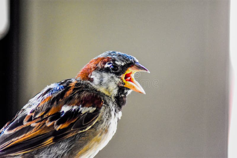 A Small Bird with Open Beak Stock Photo - Image of nature, fish: 179216630