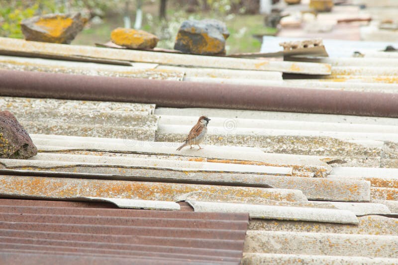 A Small Bird in the Outdoors Stock Illustration - Illustration of ...