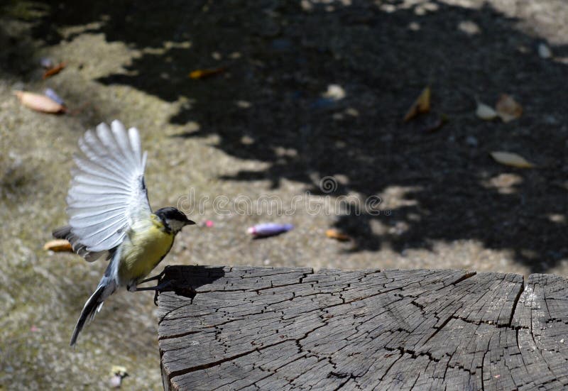 Small Bird with Outstretched Wings Stock Photo - Image of bird, small ...