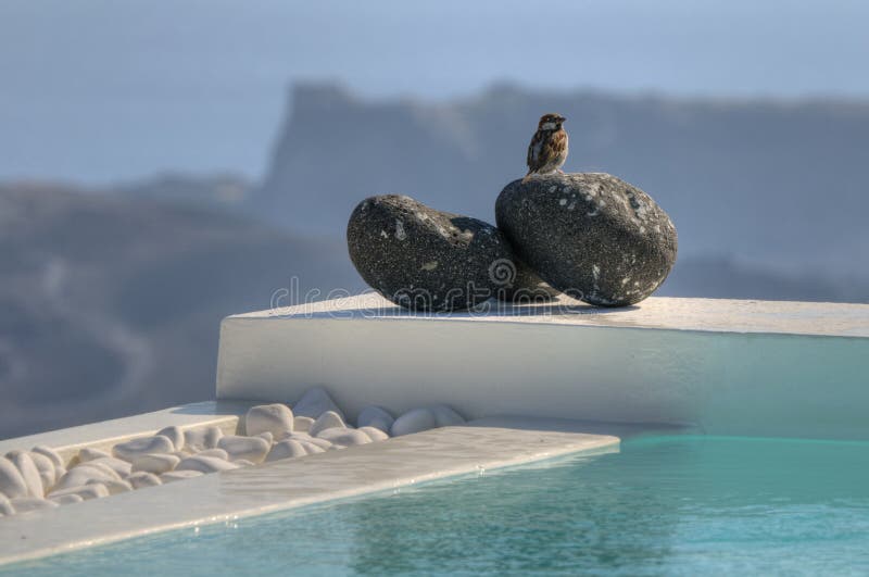 Small Bird Over a Stone on a Swimming Pool Stock Photo - Image of pool ...