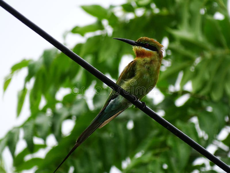 Small Bird Perch on Electricity Wire Stock Image - Image of wildlife ...