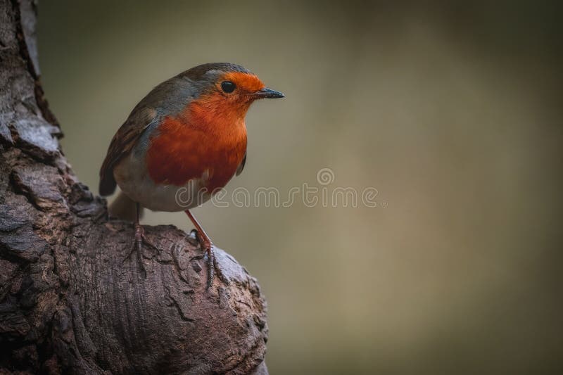 The Small Bird is Perched on a Tree Limb with Its Mouth Open Stock ...