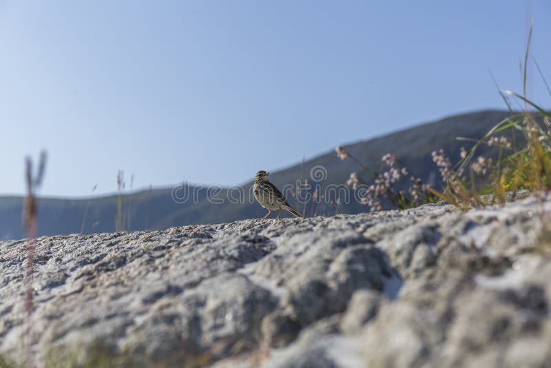 Small Bird Taking Off from a Tree Branch Stock Photo - Image of bird ...