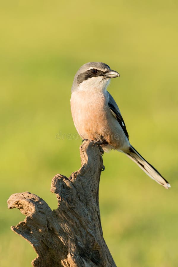 Small Bird Perched on the Branch of a Tree Stock Photo - Image of ...