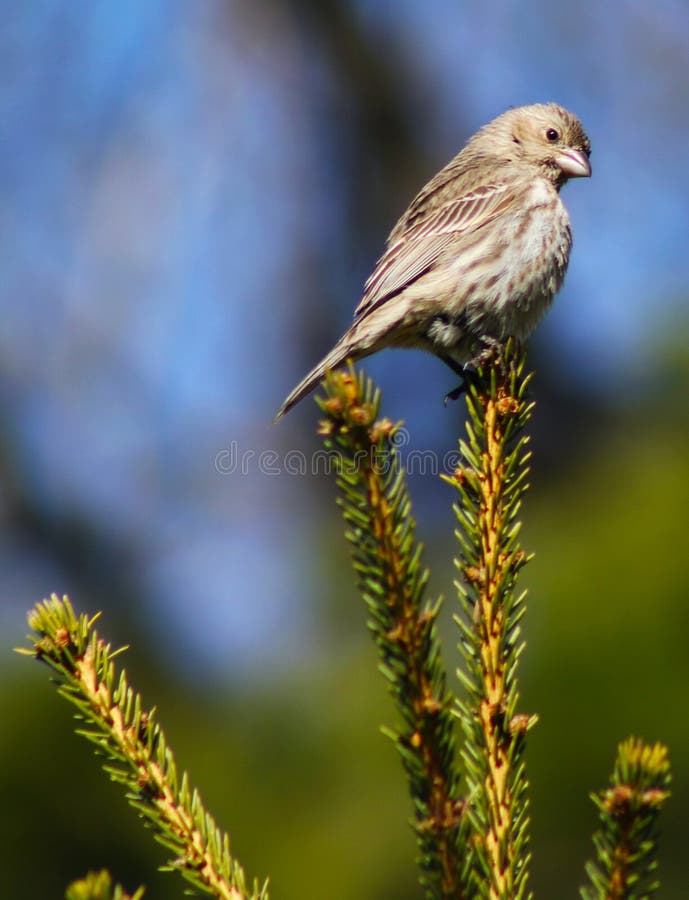 Bird perched on a fence stock image. Image of starling - 158602843