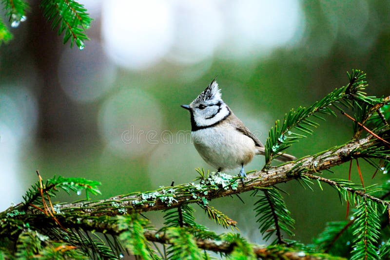 A Small Bird Perched on a Tree Branch Stock Image - Image of animals ...