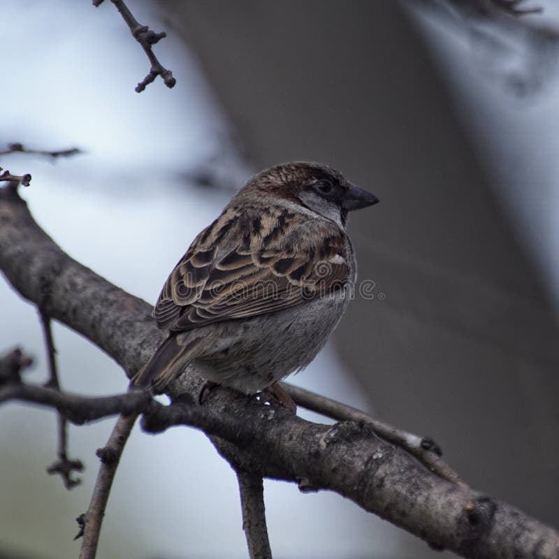 A Small Bird Perched on a Tree Branch Stock Photo - Image of beak ...