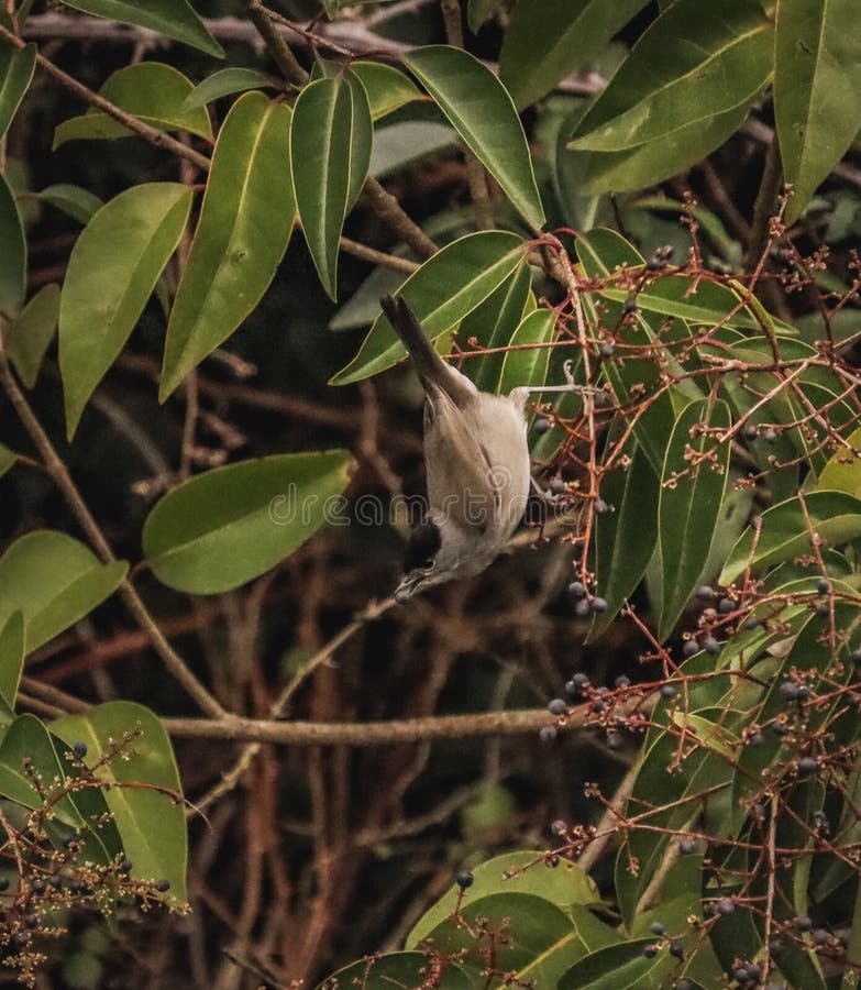 Small Bird Perched On A Tree Branch Holding A Berry In Its Beak Stock ...