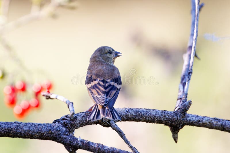 A Little Bird Sitting on a Branch of Some Tree Limb Stock Image - Image ...