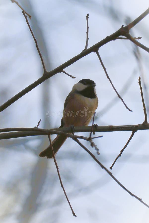Carolina Chickadee Bird Facing Right on Bare Tree Branch Against Clear ...