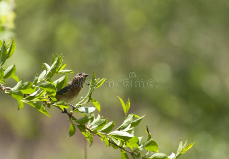 Bird Perches on Fence with Food Stock Photo - Image of mouth, walking ...
