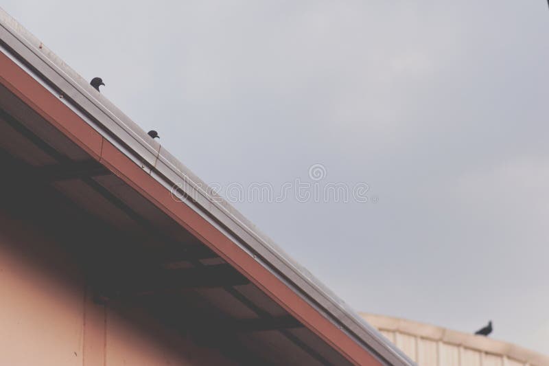 Small Bird that Perches on the Roof Stock Image - Image of branch ...
