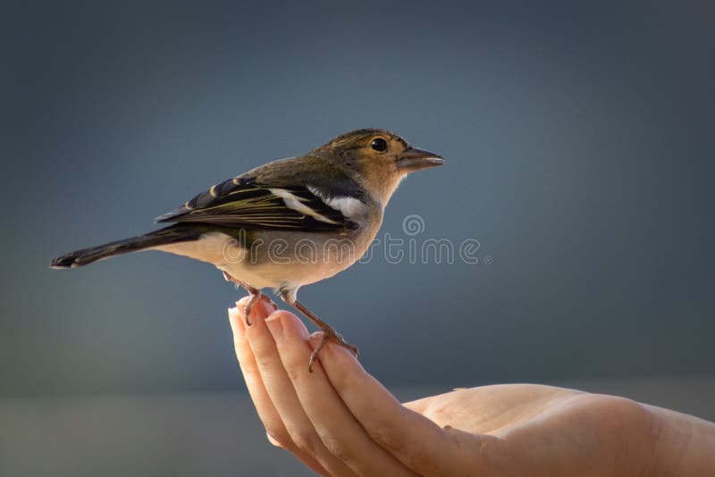 Small Bird Taking Off from a Tree Branch Stock Photo - Image of bird ...